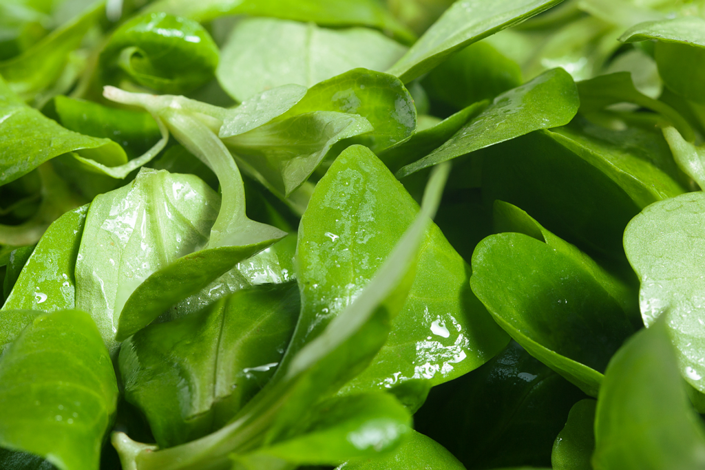 How to harvest valerian root: timing and techniques